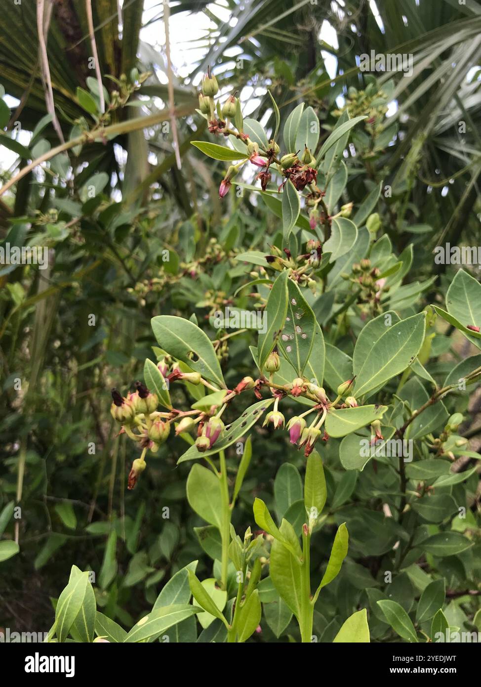 Lyonia lucida hi-res stock photography and images - Alamy