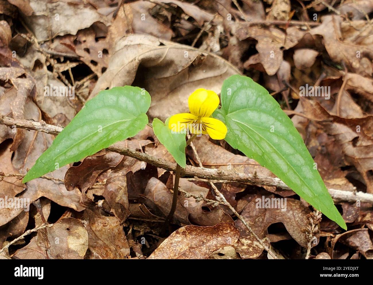 Halberd-leaved violet (Viola hastata Stock Photo - Alamy