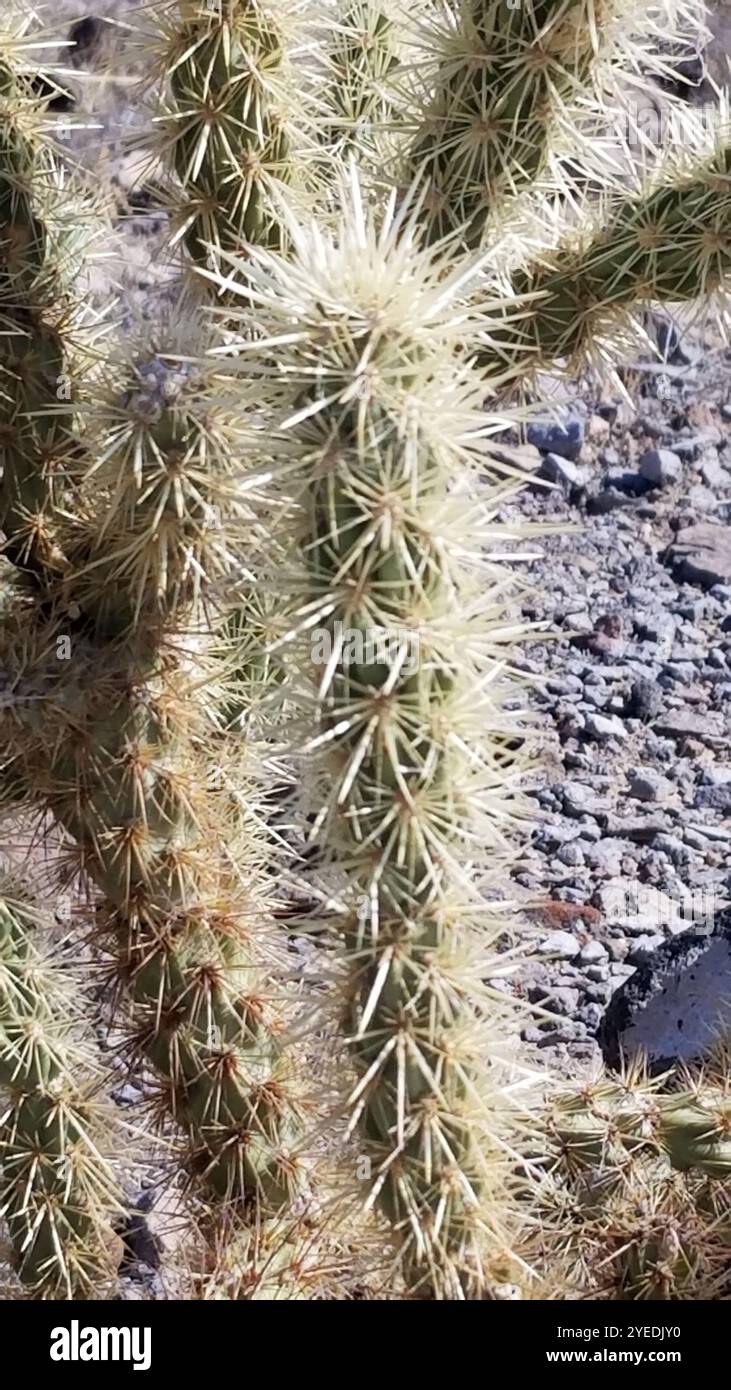 Silver Cholla (Cylindropuntia echinocarpa Stock Photo - Alamy
