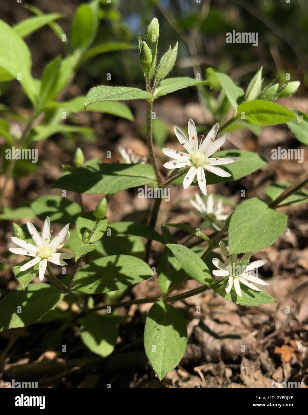 star chickweed (Stellaria pubera Stock Photo - Alamy
