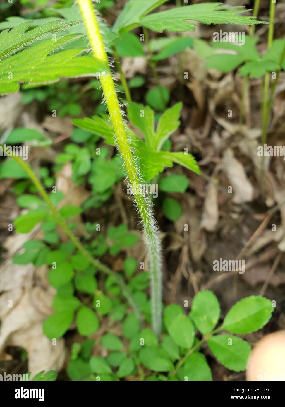 wild geranium (Geranium maculatum Stock Photo - Alamy