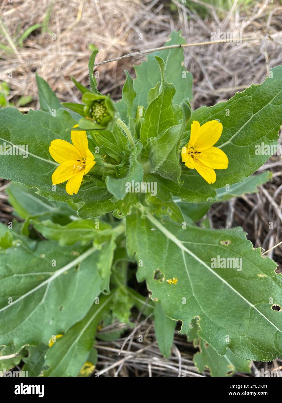 Texas yellow star (Lindheimera texana Stock Photo - Alamy