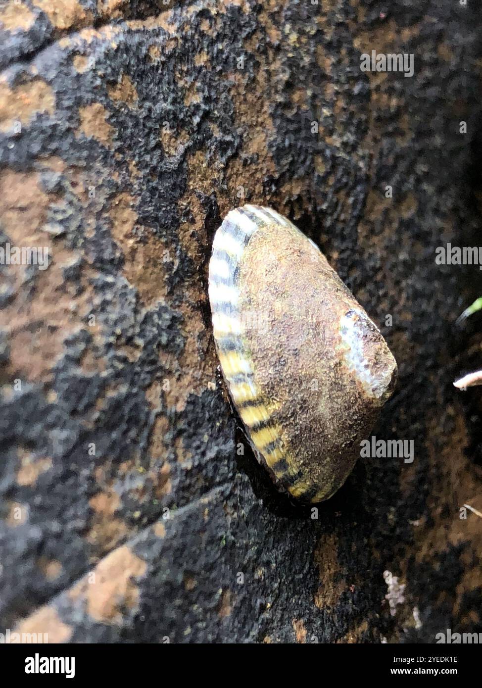 Plate Limpet (Lottia scutum Stock Photo - Alamy