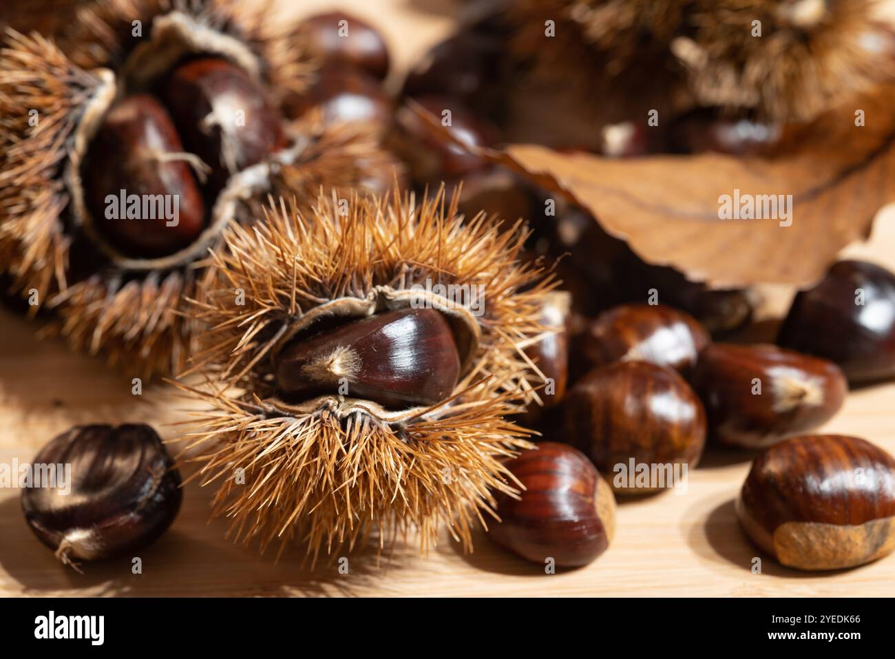 Wooden table full of sweet chestnuts, spiky burrs and autumn leaves ...