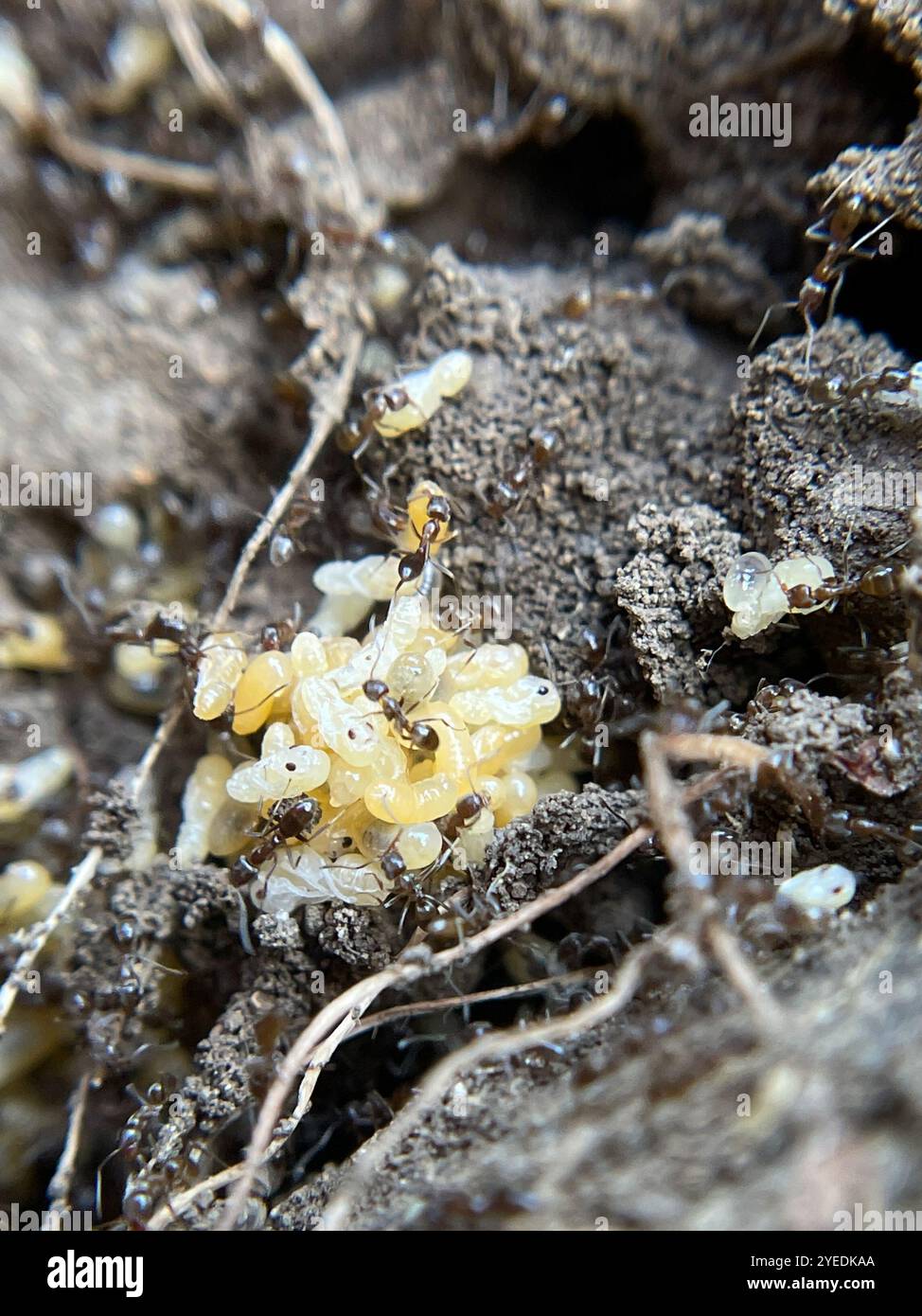 Linepithema argentine ant hi-res stock photography and images - Alamy