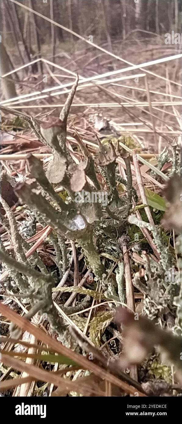 Bronzed Pixie Lichen (Cladonia gracilis turbinata Stock Photo - Alamy