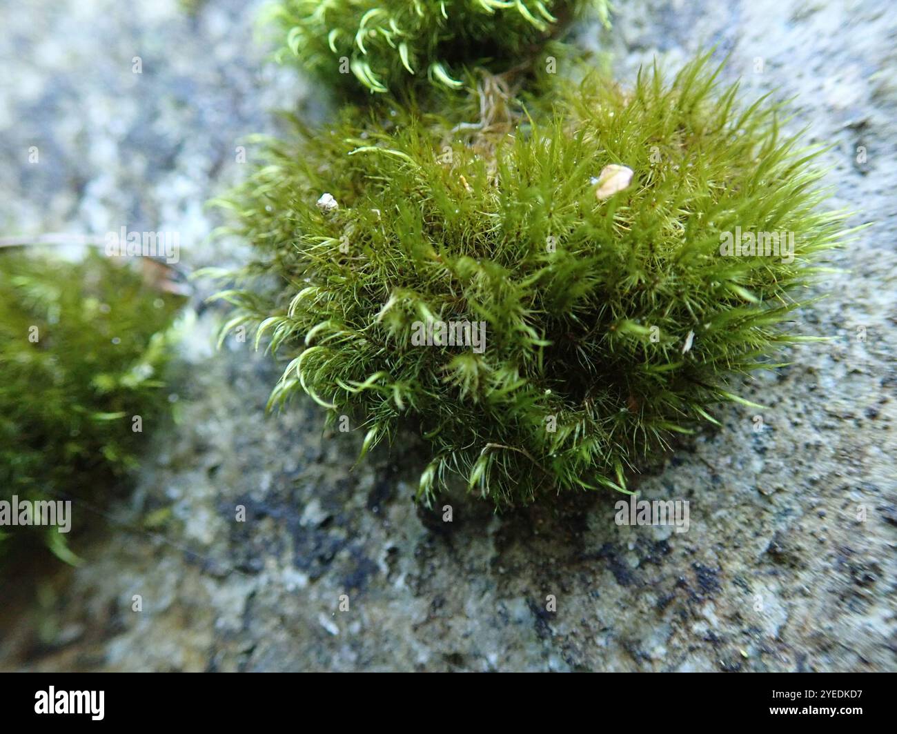 Blindia hi-res stock photography and images - Alamy