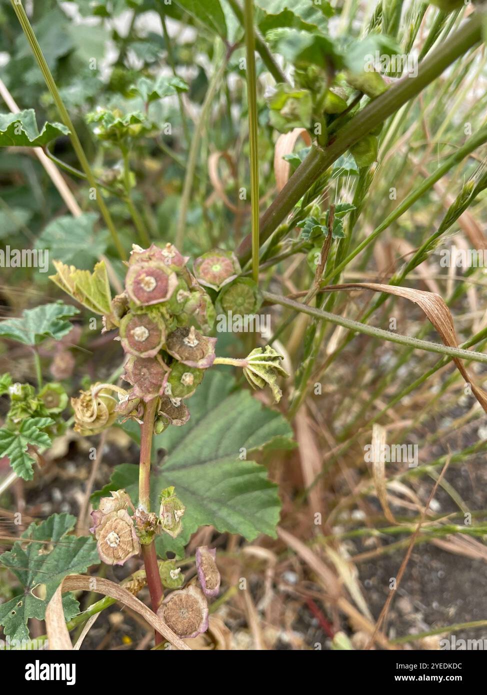 cheeseweed mallow (Malva parviflora Stock Photo - Alamy