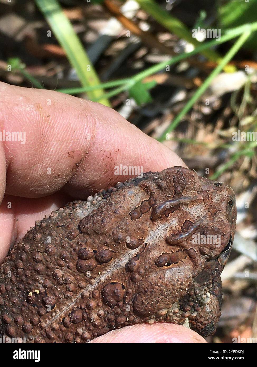 Southern Toad (Anaxyrus terrestris Stock Photo - Alamy