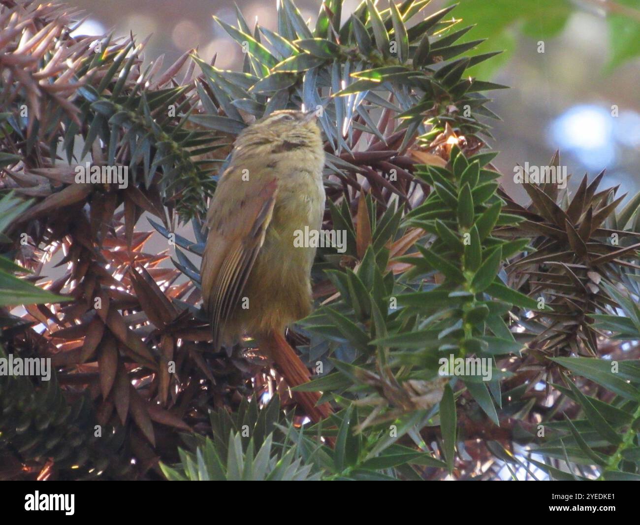 Olive spinetail hi-res stock photography and images - Alamy