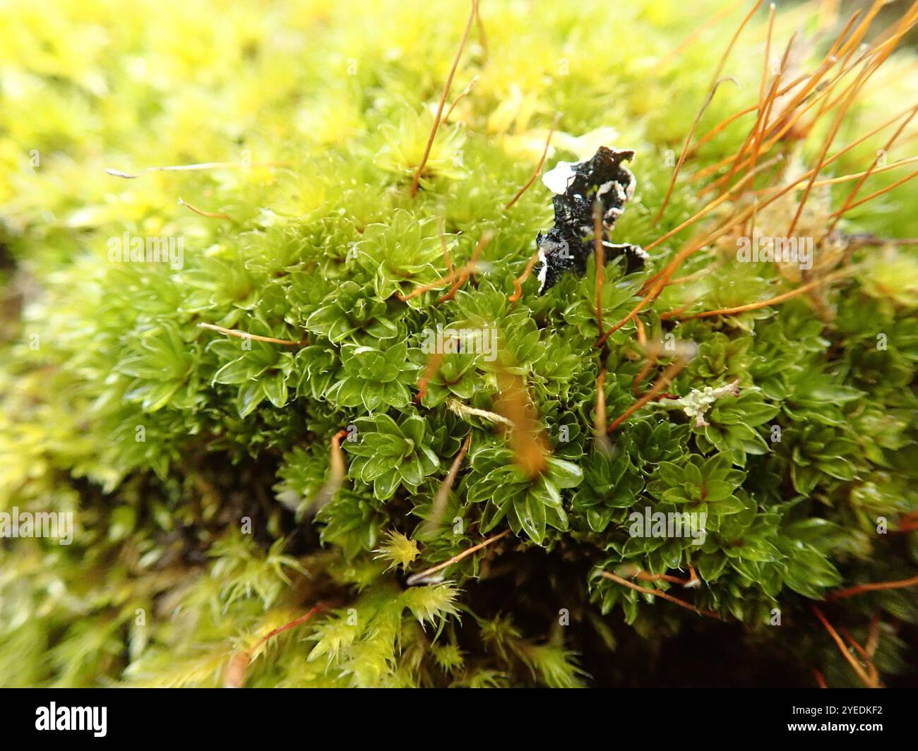 Bryaceae hi-res stock photography and images - Alamy
