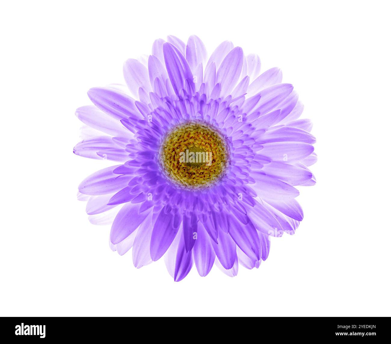 Beautiful violet gerbera flower hi-res stock photography and images - Alamy