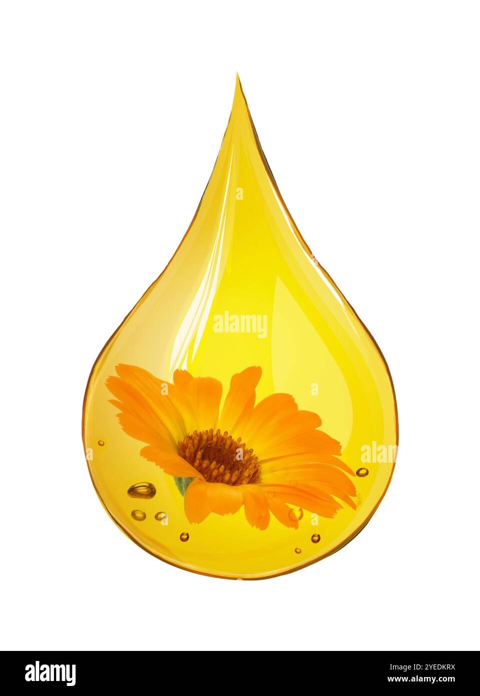 Calendula essential oil drop with flower inside on white background ...