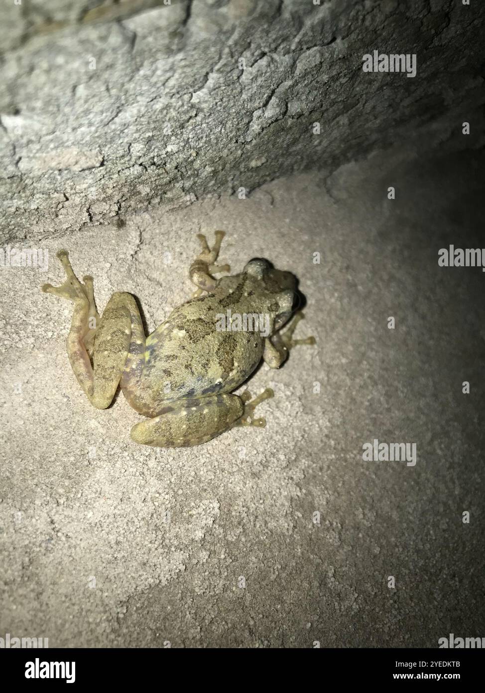 Argentine Snouted Tree Frog (Scinax granulatus Stock Photo - Alamy