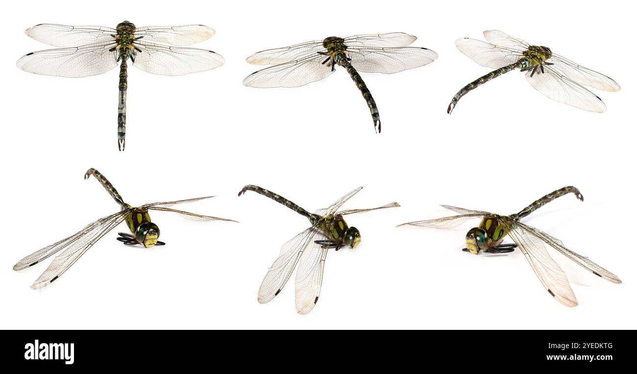 Dragonfly isolated on white, collage. Flying insect Stock Photo - Alamy