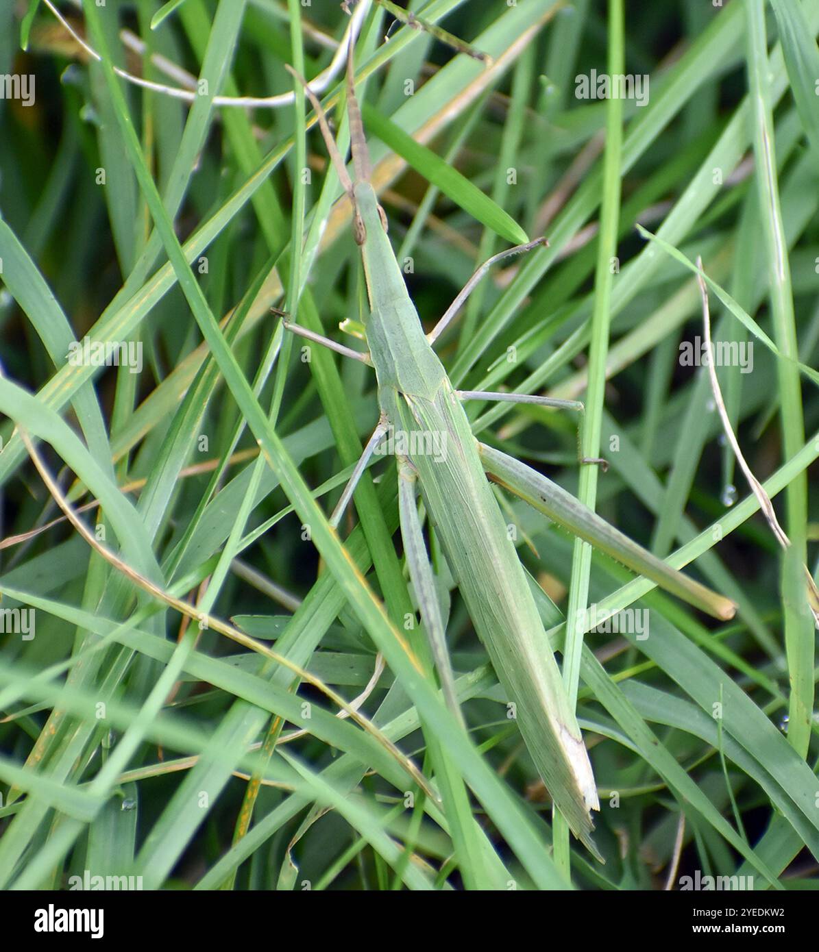 Mediterranean Slant-faced Grasshopper (Acrida ungarica Stock Photo - Alamy