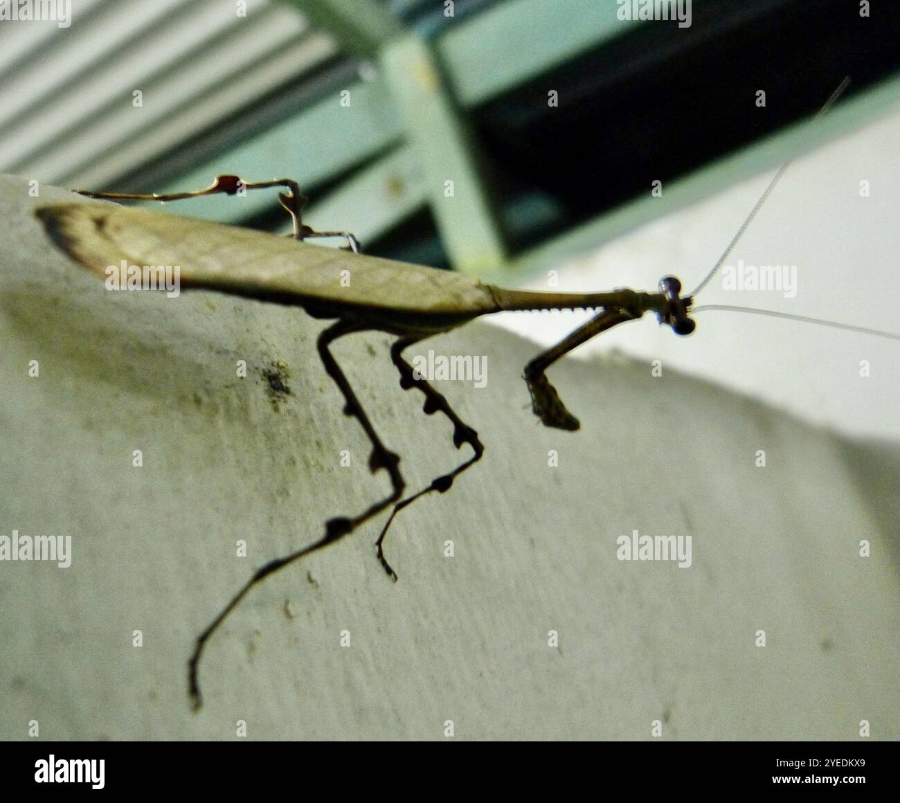 Multilobata hi-res stock photography and images - Alamy