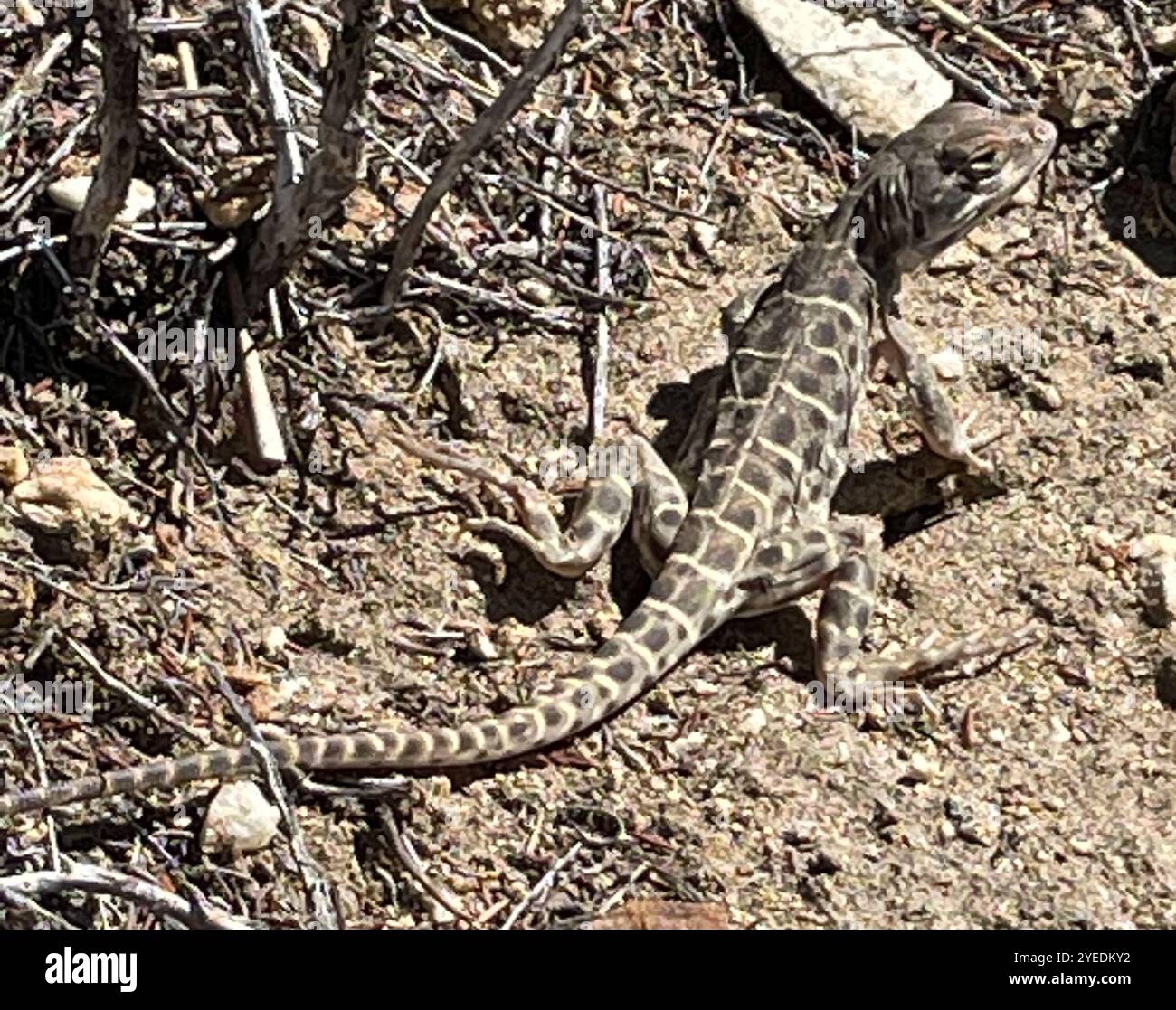 Long nosed leopard lizard hi-res stock photography and images - Alamy