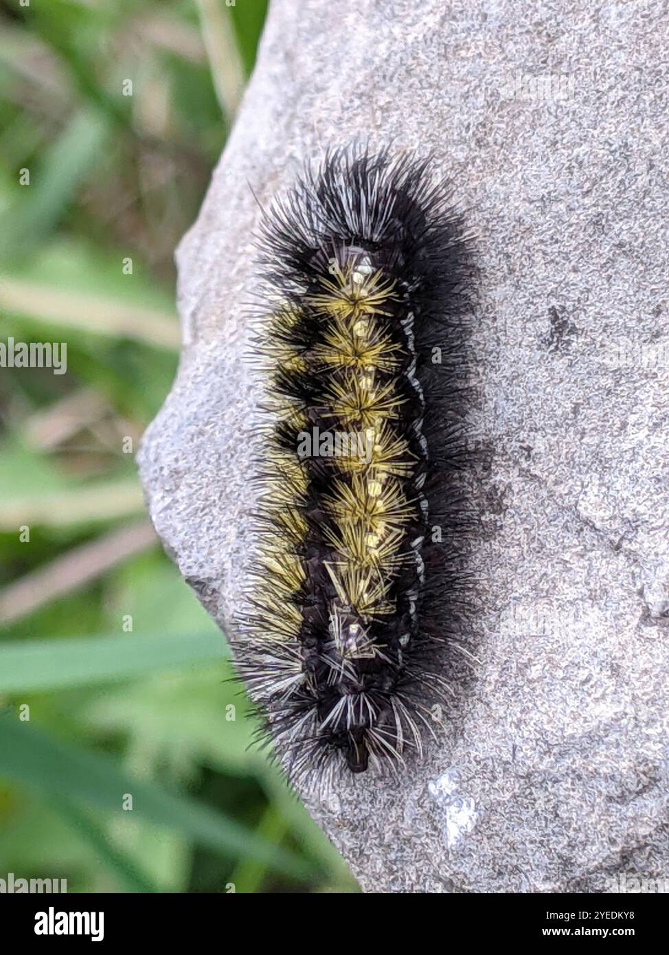 Virginia ctenucha moth hi-res stock photography and images - Alamy