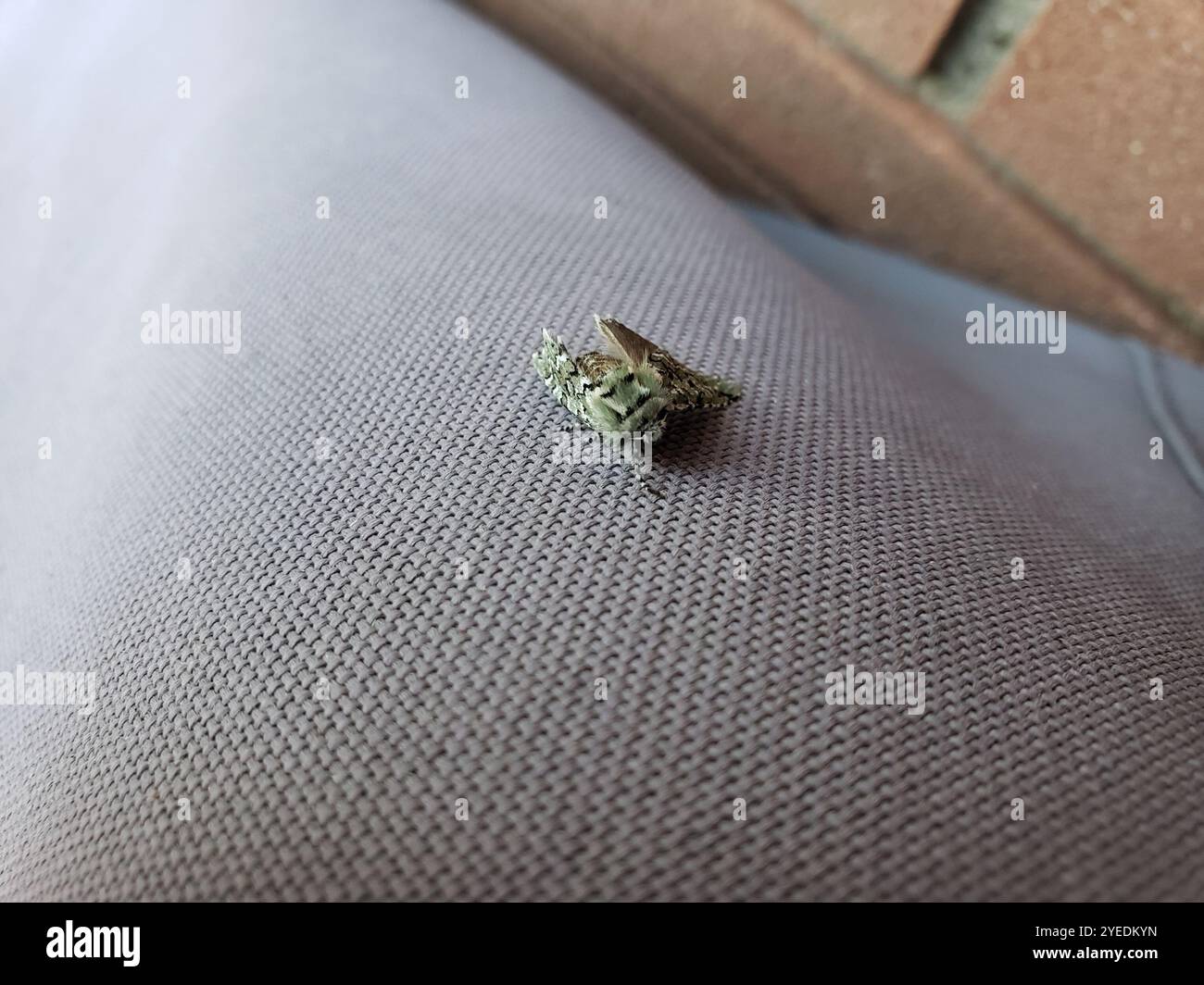 Major Sallow (Feralia major Stock Photo - Alamy