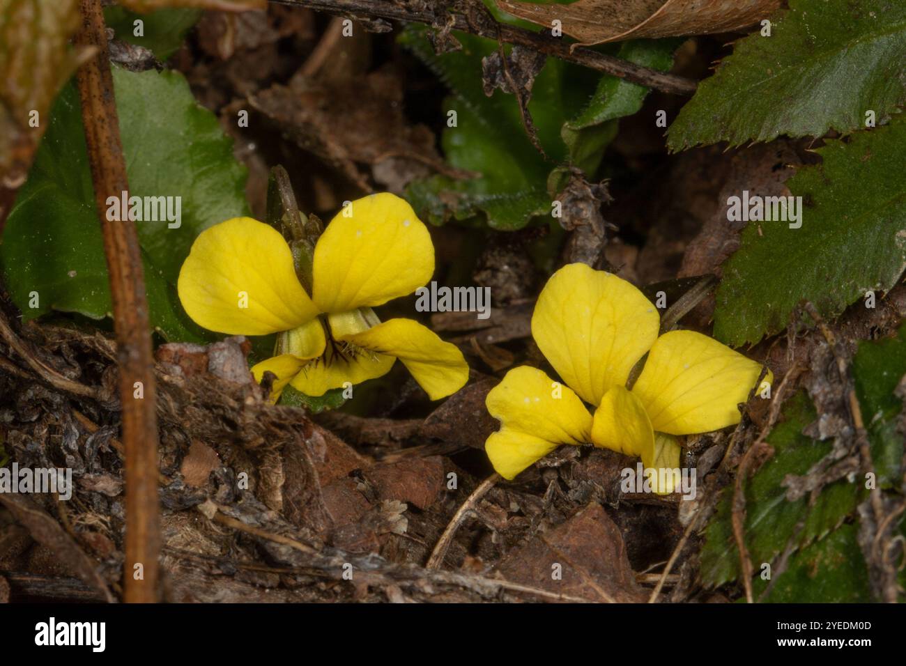 Viola rotundifolia hi-res stock photography and images - Alamy