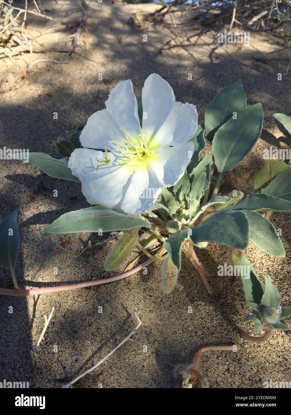 Annual evening primrose oenothera hi-res stock photography and images ...