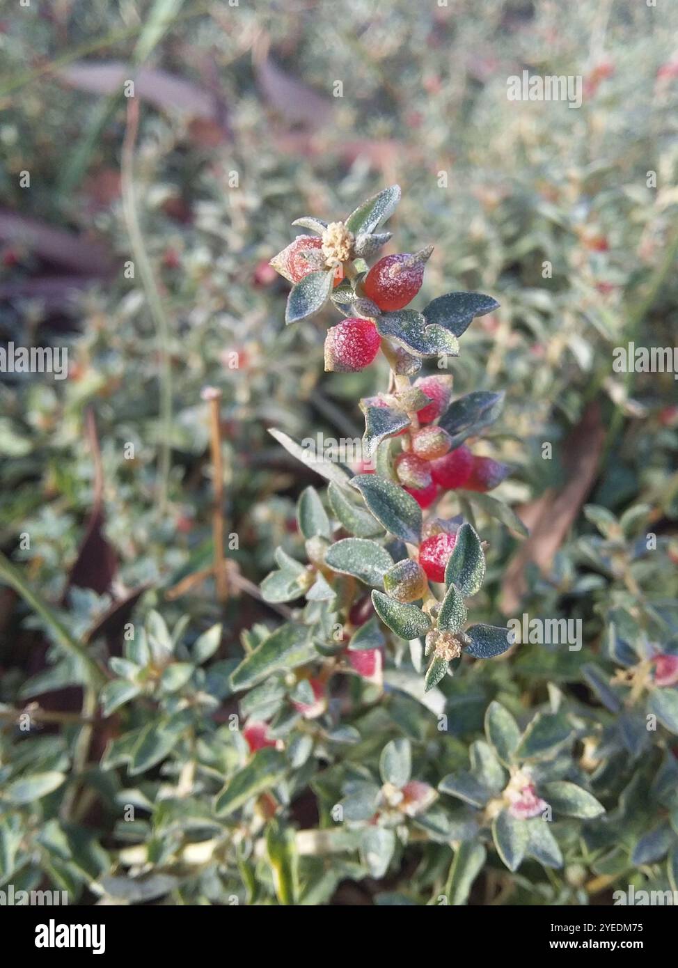 berry saltbush (Atriplex semibaccata Stock Photo - Alamy