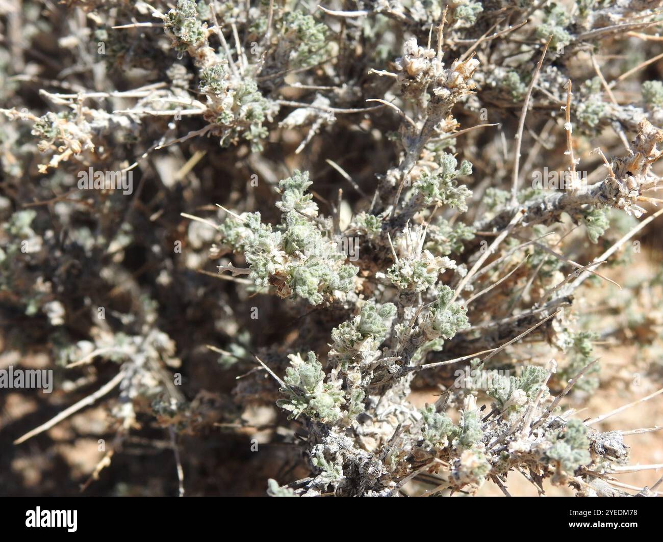 Bud Sagebrush (Artemisia spinescens Stock Photo - Alamy