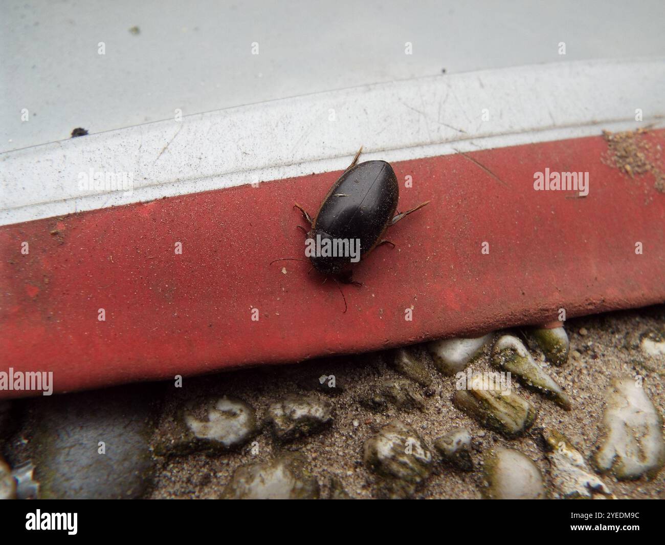Hydaticus seminiger hi-res stock photography and images - Alamy