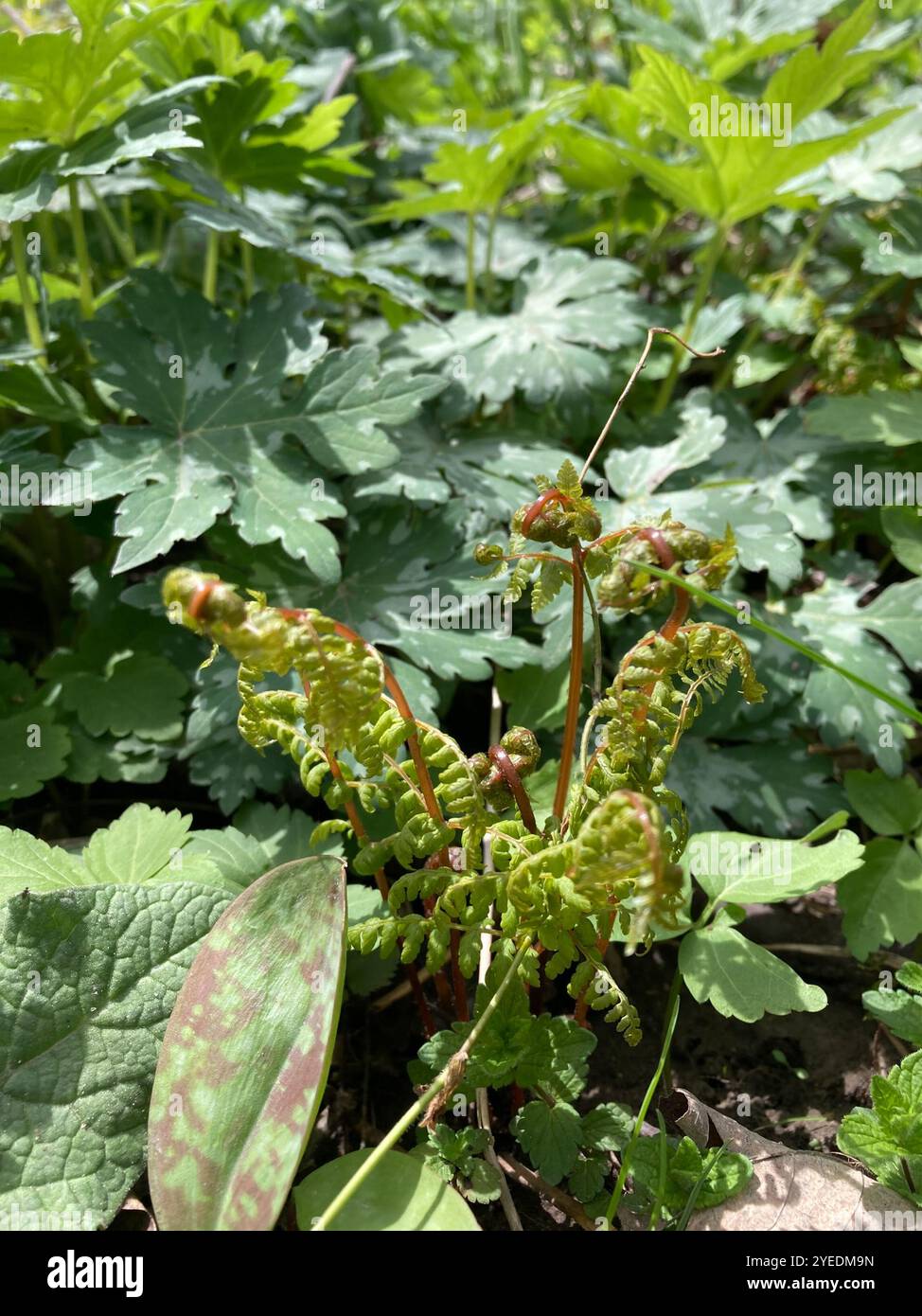 bulblet fern (Cystopteris bulbifera Stock Photo - Alamy