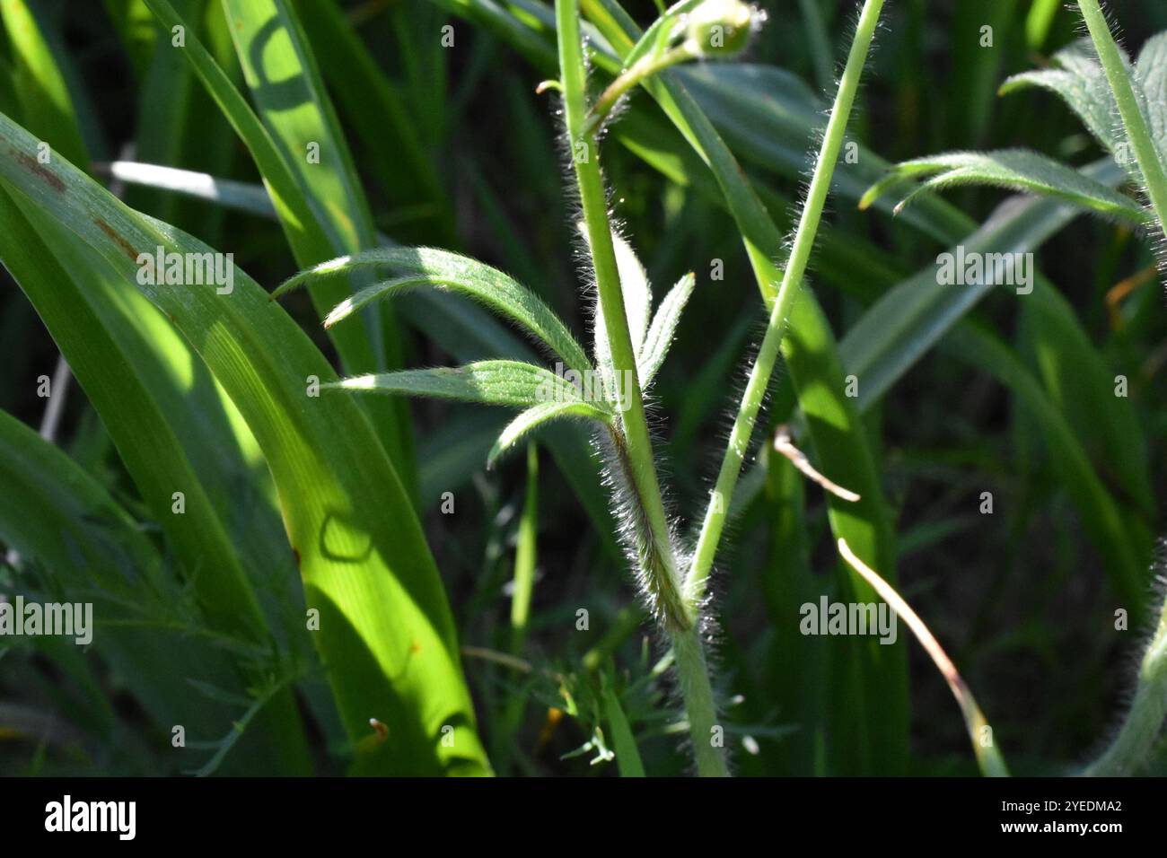 Western Buttercup (Ranunculus occidentalis Stock Photo - Alamy