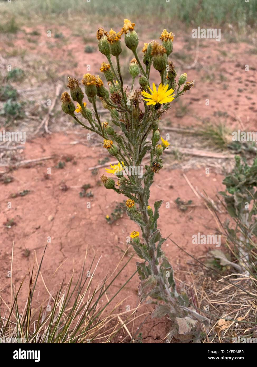 Telegraphweed (Heterotheca grandiflora Stock Photo - Alamy