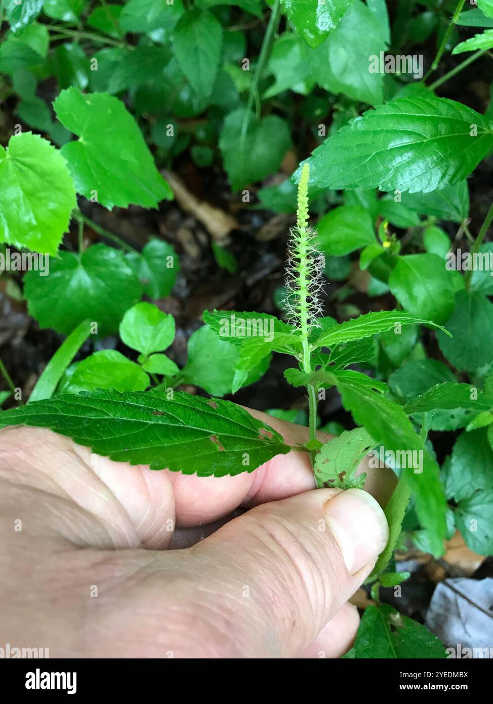 shrubby copperleaf (Acalypha phleoides Stock Photo - Alamy
