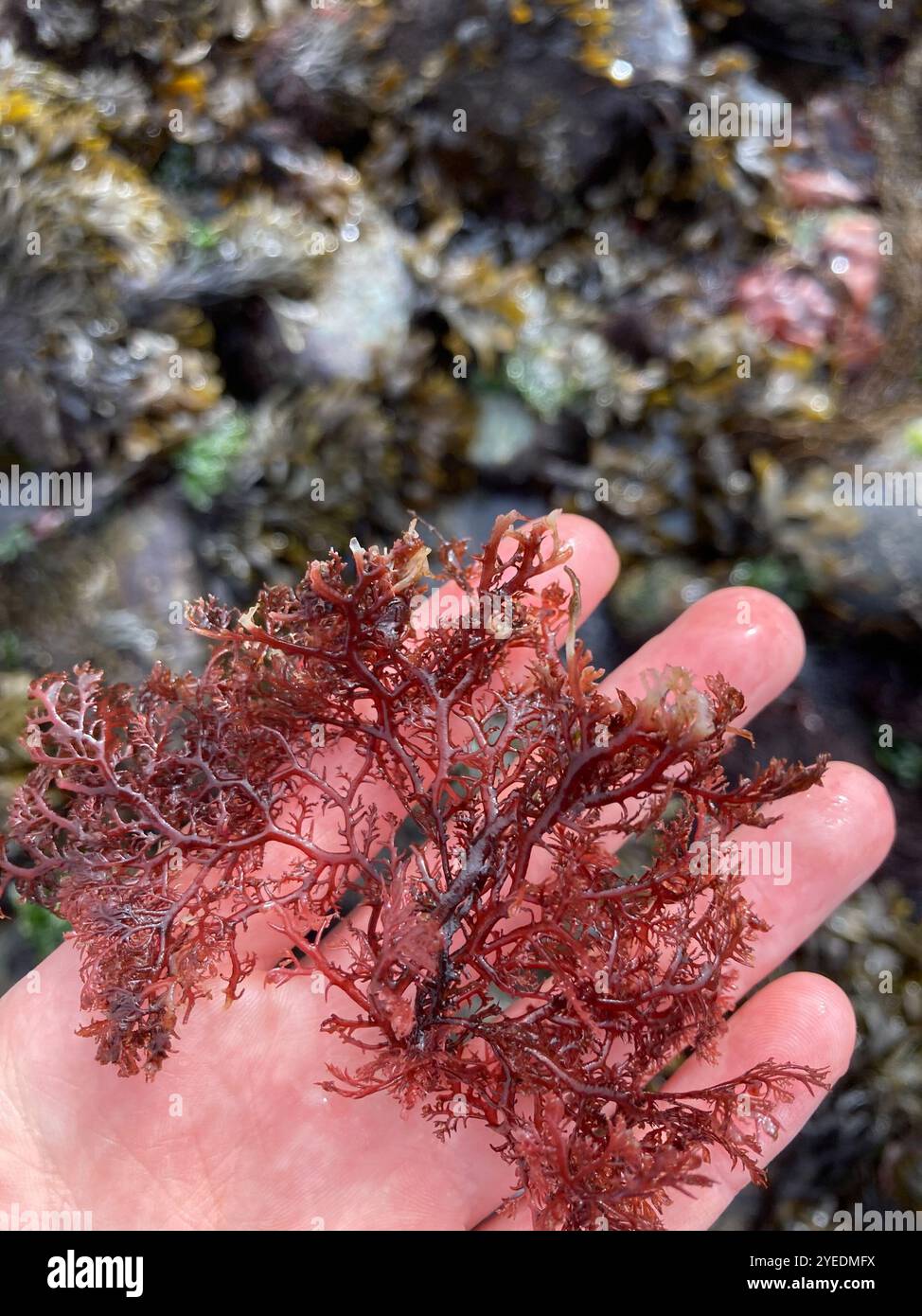 Sea Comb (Plocamium cartilagineum Stock Photo - Alamy