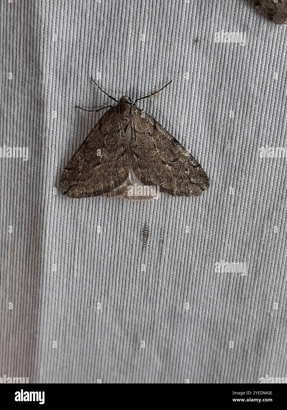 Spring cankerworm hi-res stock photography and images - Alamy