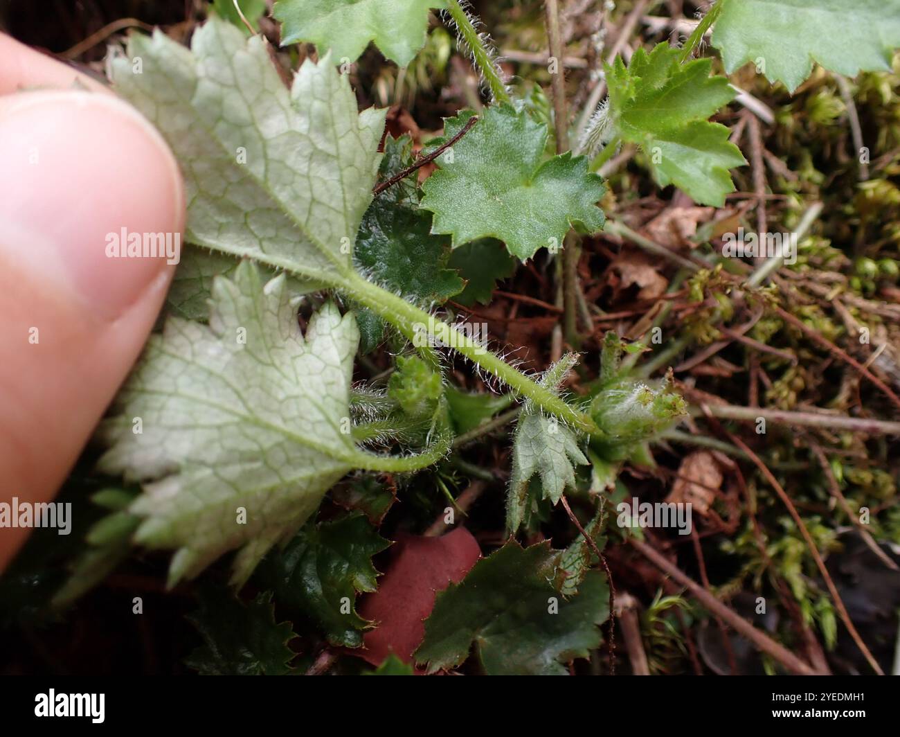 crevice alumroot (Heuchera micrantha Stock Photo - Alamy
