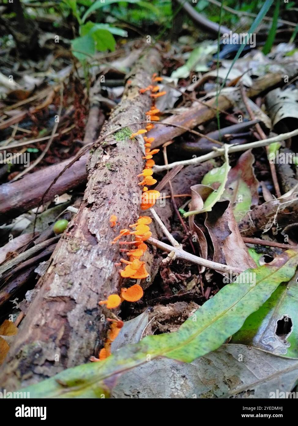 orange pore fungus (Favolaschia claudopus Stock Photo - Alamy