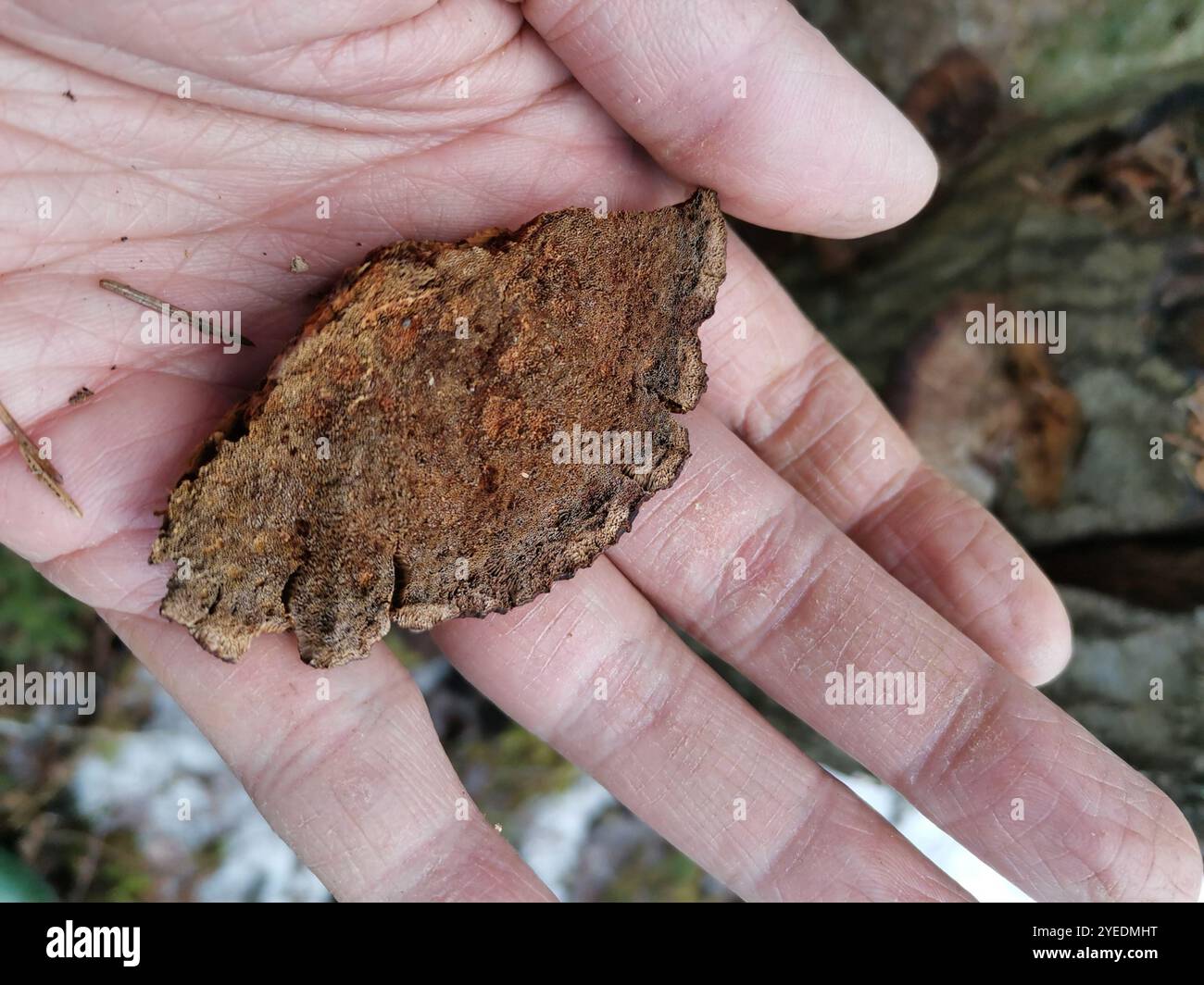Mensularia radiata hi-res stock photography and images - Alamy