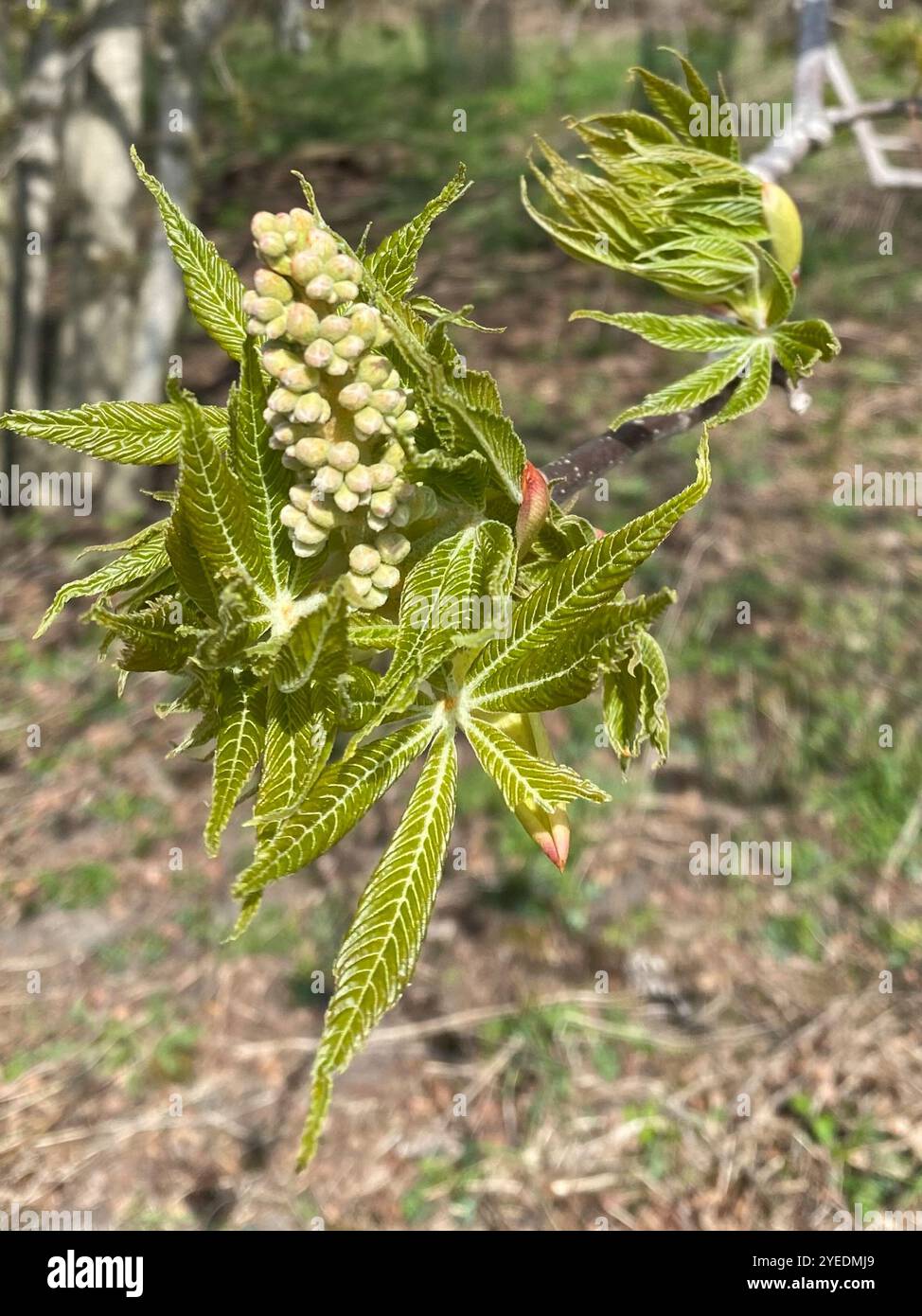 Ohio buckeye (Aesculus glabra Stock Photo - Alamy