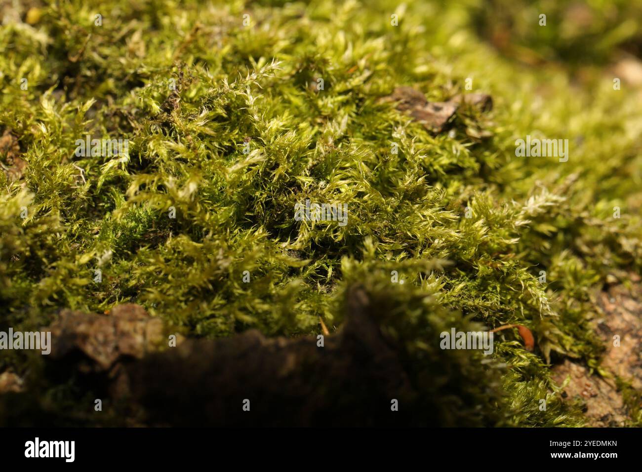 Cypress-leaved Plait-moss (Hypnum cupressiforme Stock Photo - Alamy