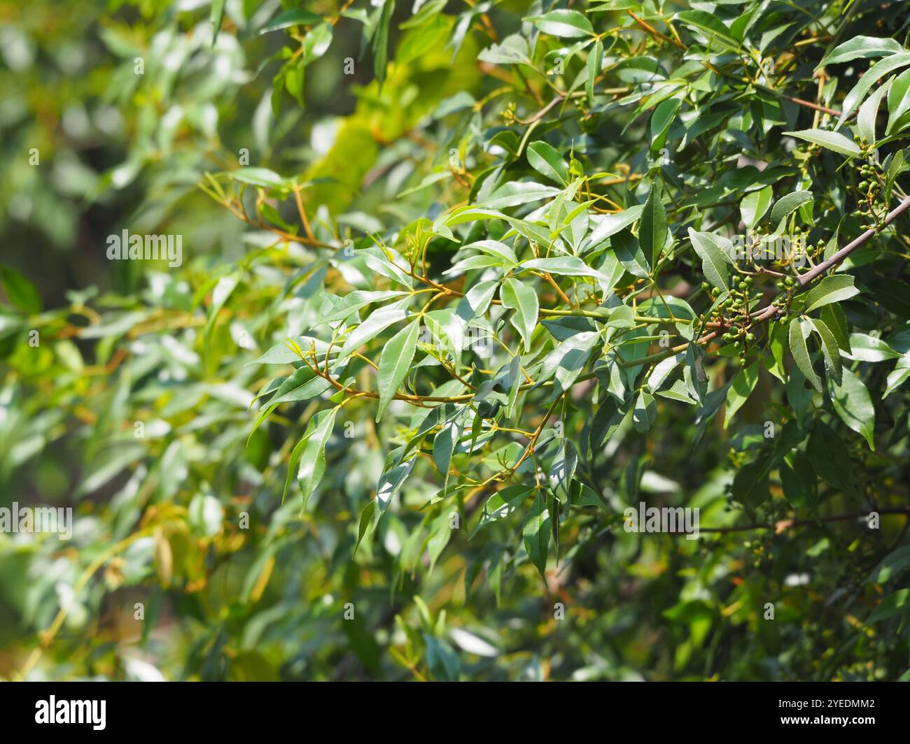 orange climber (Zanthoxylum asiaticum Stock Photo - Alamy