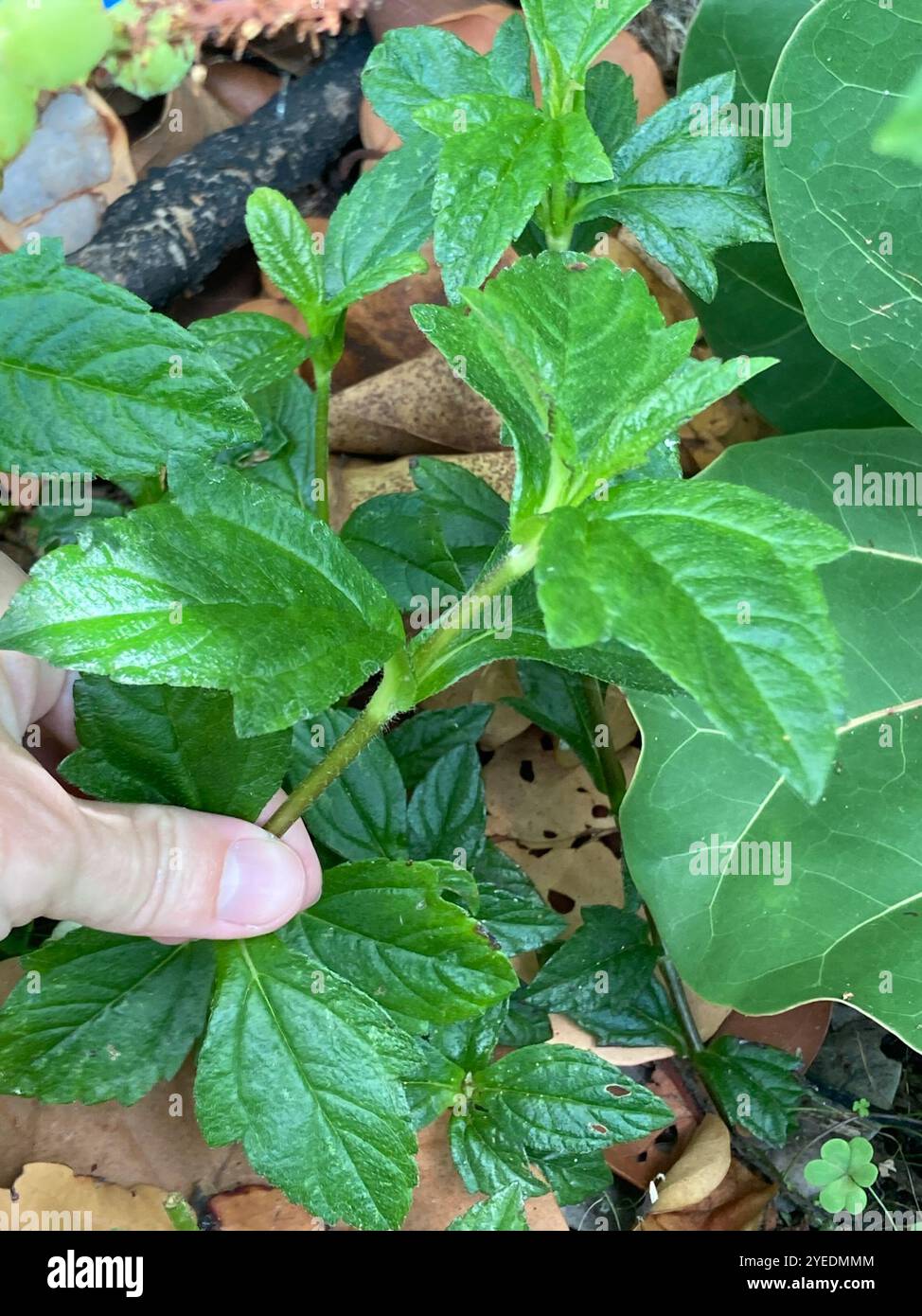 trailing daisy (Sphagneticola trilobata Stock Photo - Alamy