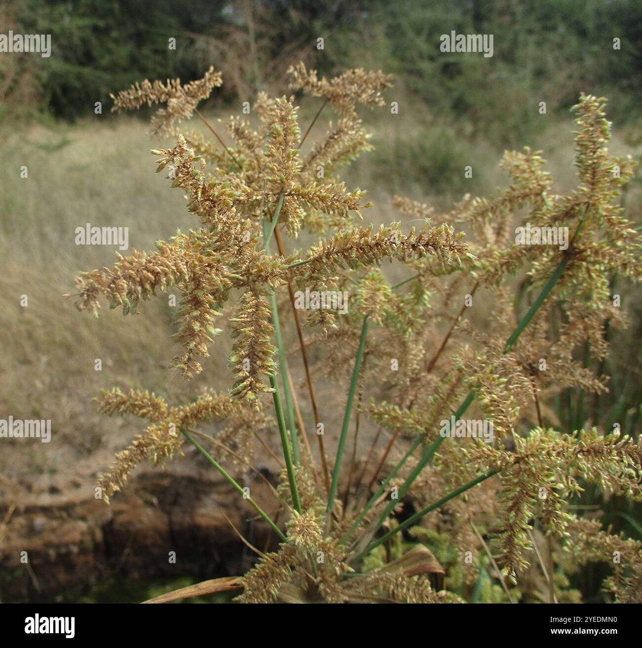 Cyperus dives hi-res stock photography and images - Alamy