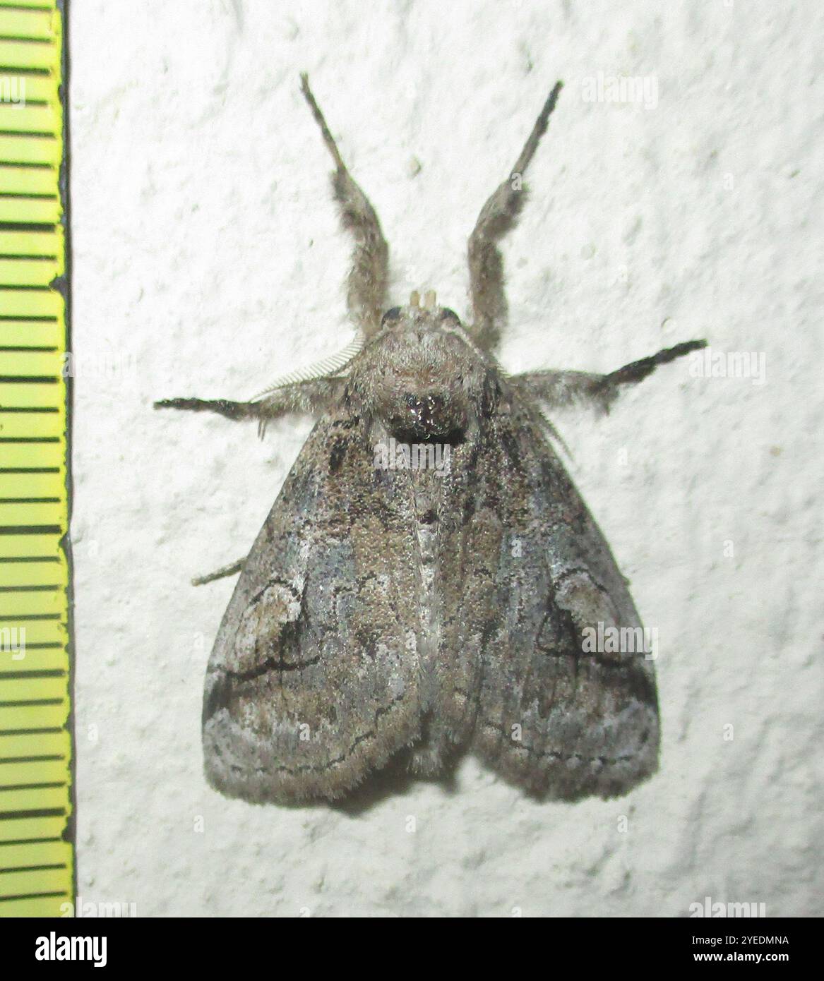 Tussock Moths (Lymantriinae Stock Photo - Alamy