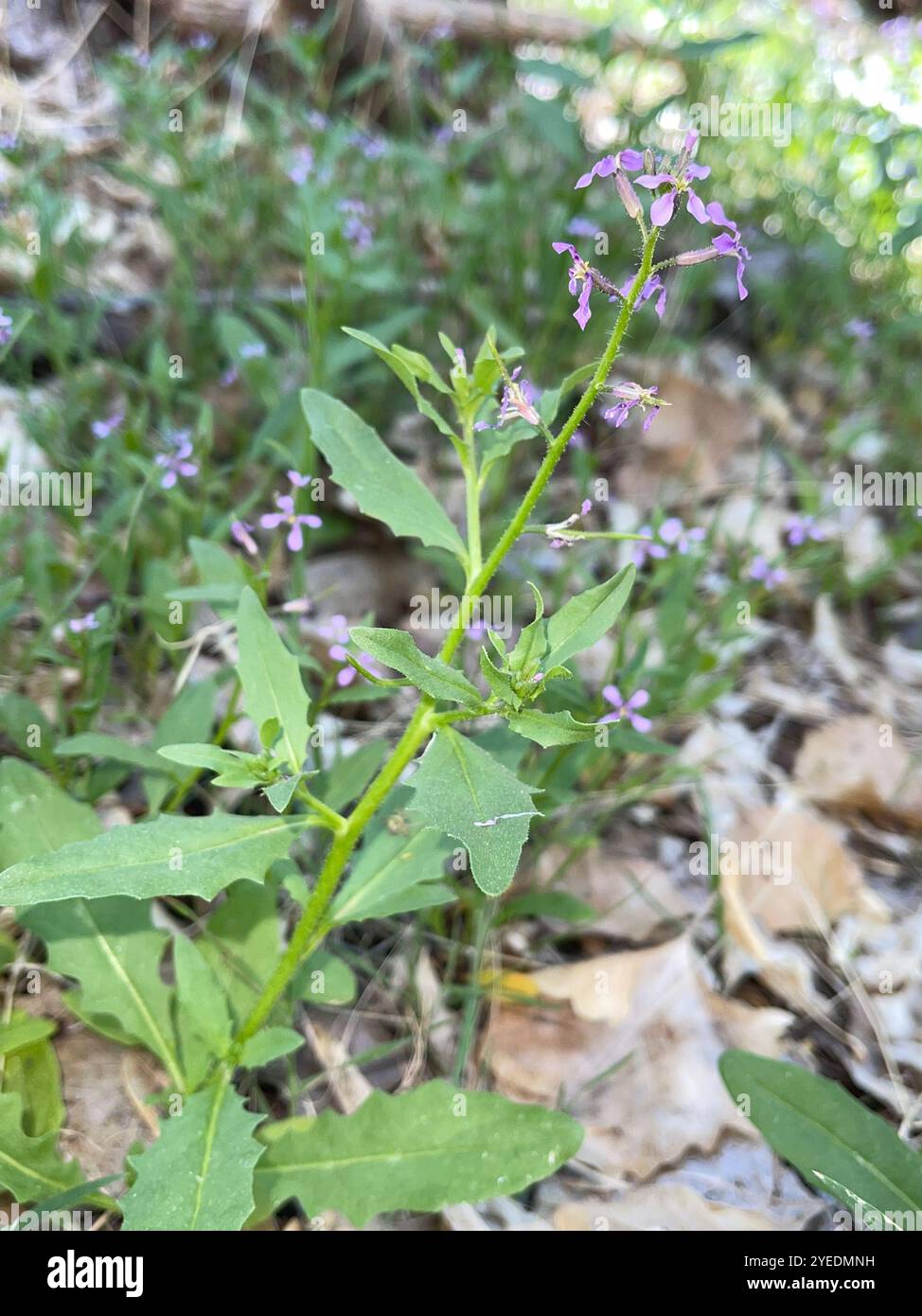 crossflower (Chorispora tenella Stock Photo - Alamy