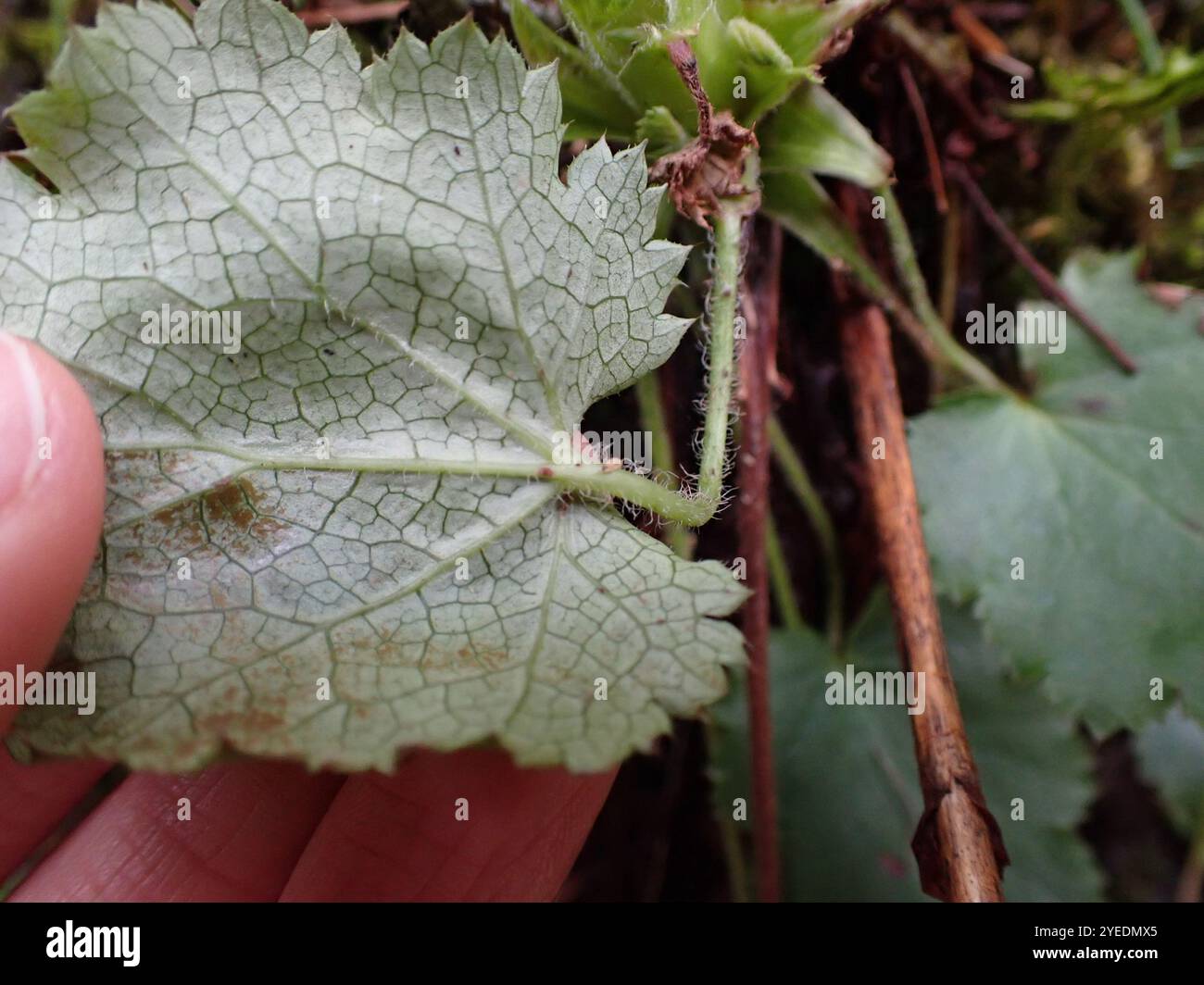 Crevice alumroot hi-res stock photography and images - Alamy