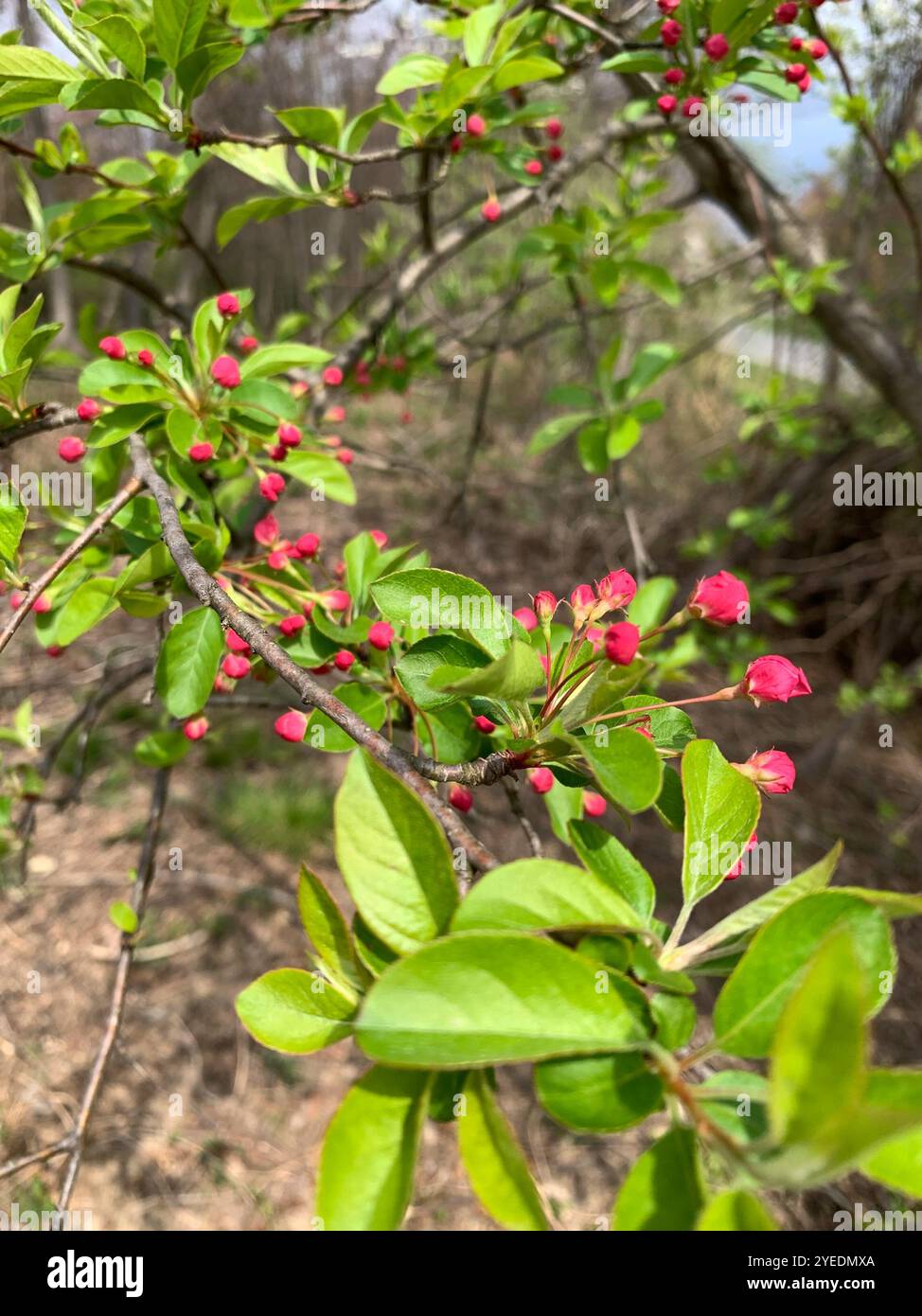 southern crabapple (Malus angustifolia Stock Photo - Alamy