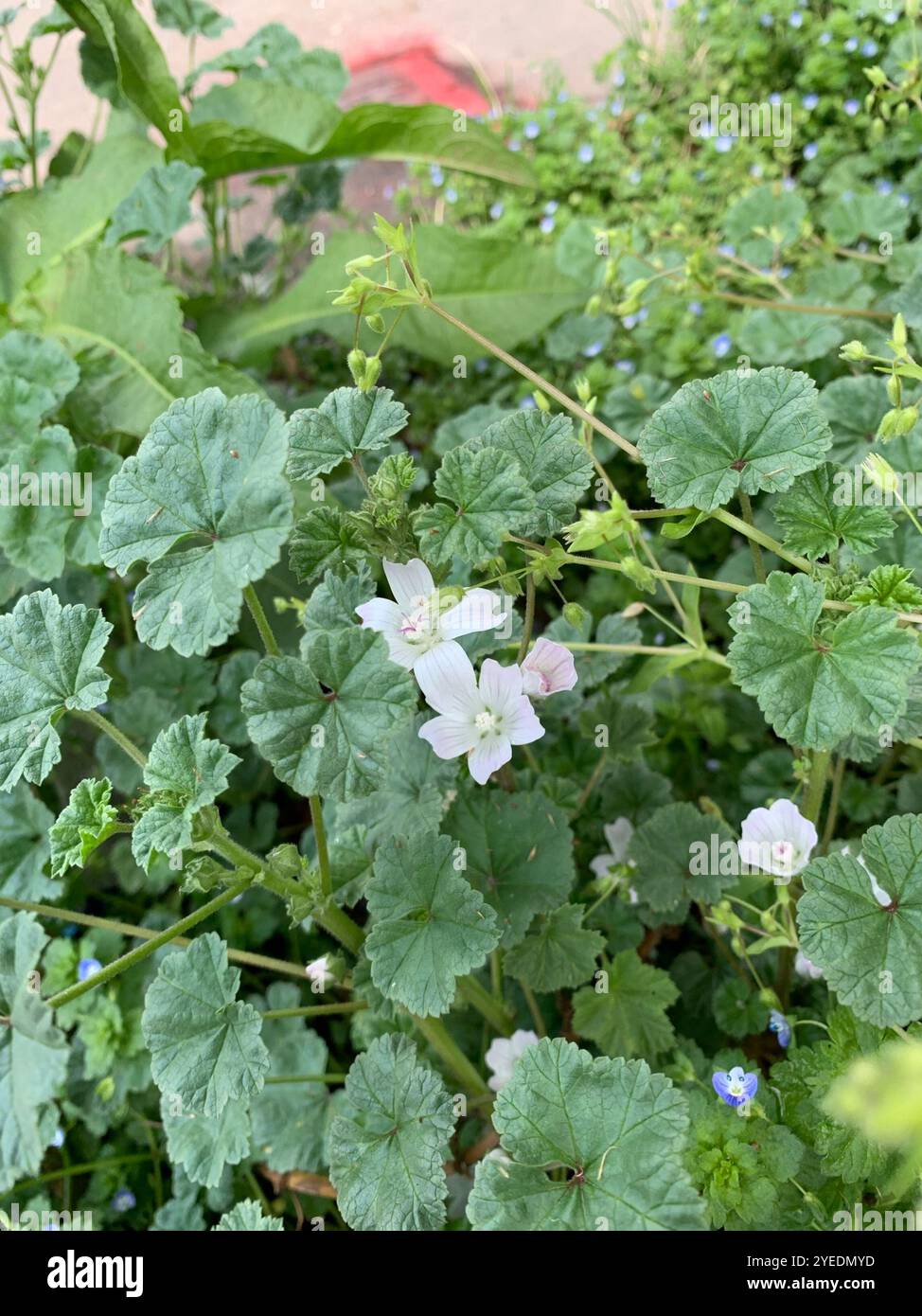 dwarf mallow (Malva neglecta Stock Photo - Alamy