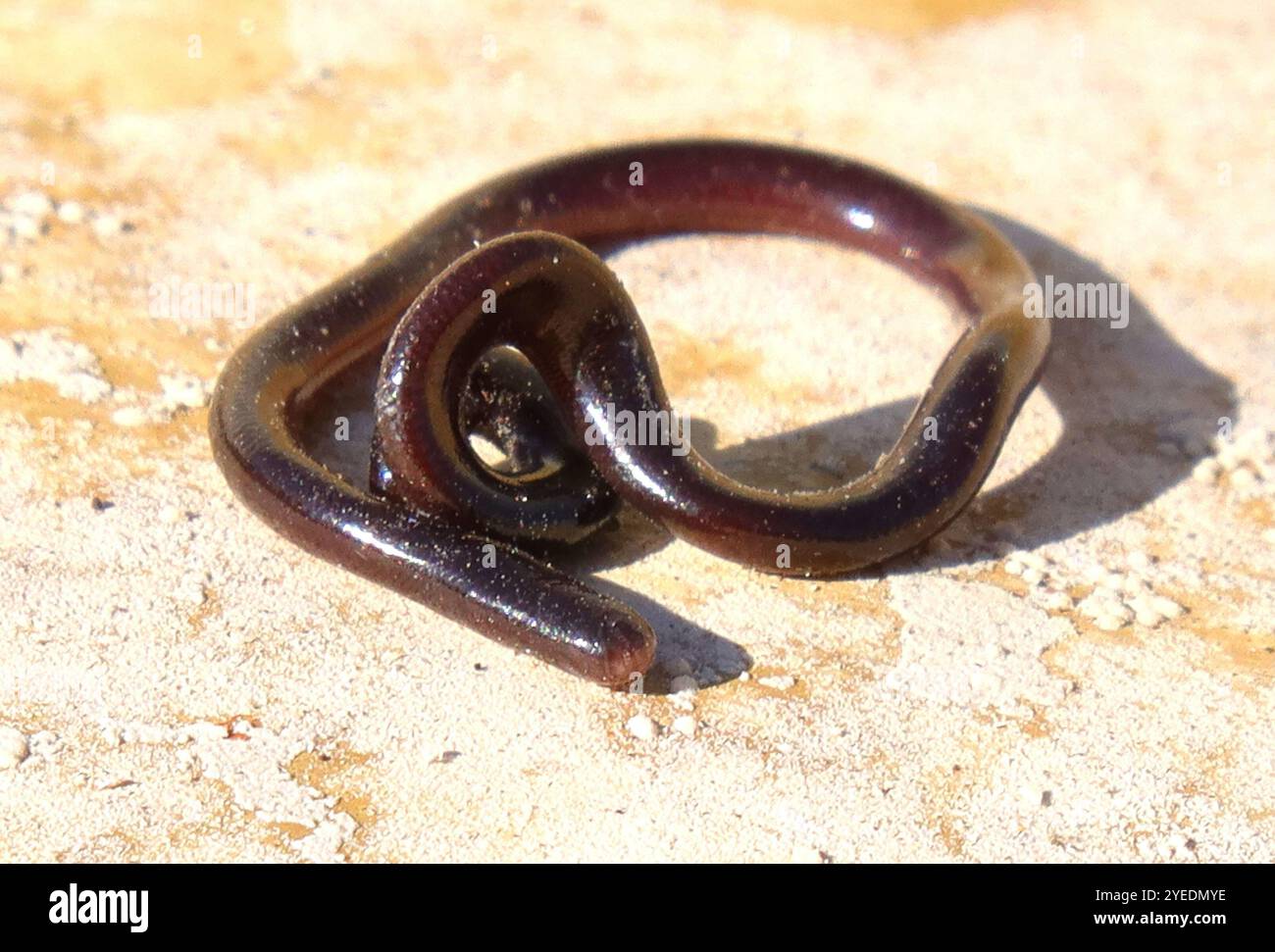 Brahminy Blindsnake (Indotyphlops braminus Stock Photo - Alamy