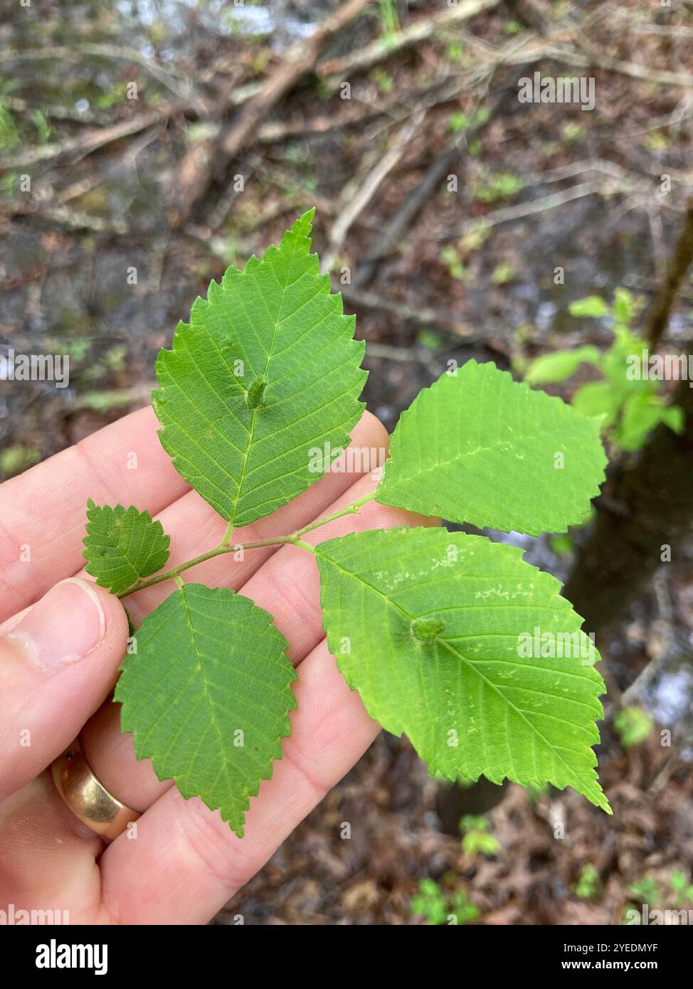 Elm Finger Gall Mite (Aceria parulmi Stock Photo - Alamy